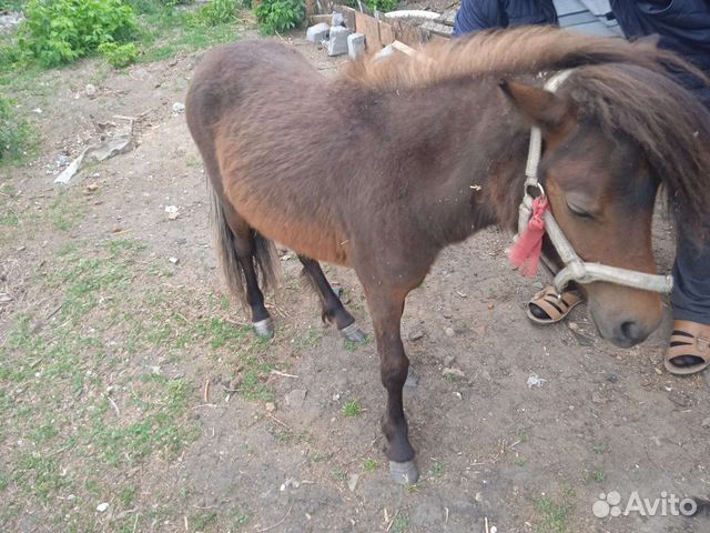 Кобылка, пони