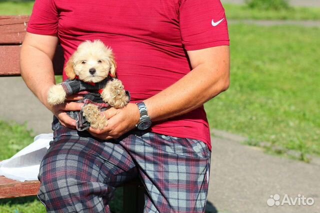 Кукольные детки мальтипу