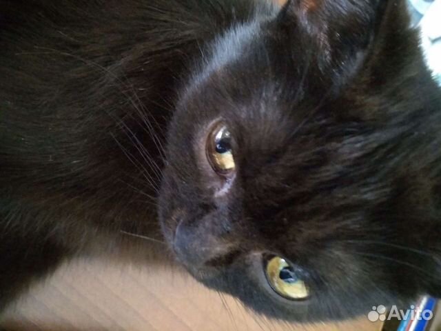 Шотландские породистые котятаКошка