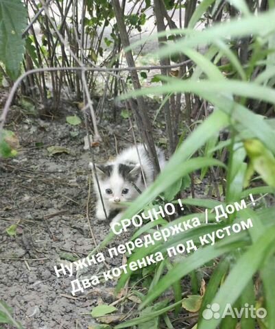 Крохотные гномы