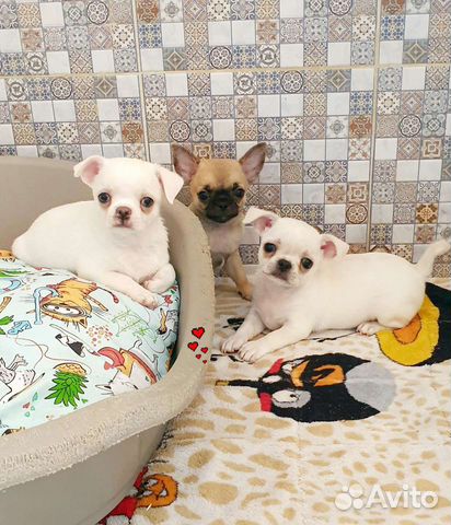 Чихуахуа мальчишки