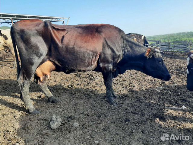 Коровы дойные молочные