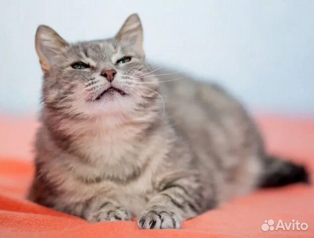 Кошечка Амели в добрые руки