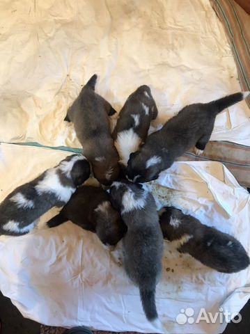 Московская сторожевая