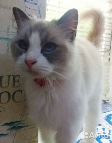 Кошка рэгдолл