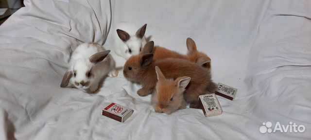 Крольчата карликовые, месячные