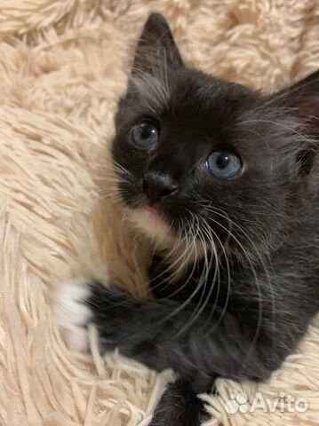 Кошкоангелы