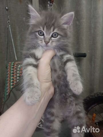 4 чертёнка, маленьких и миленьких, хотят найти хоз