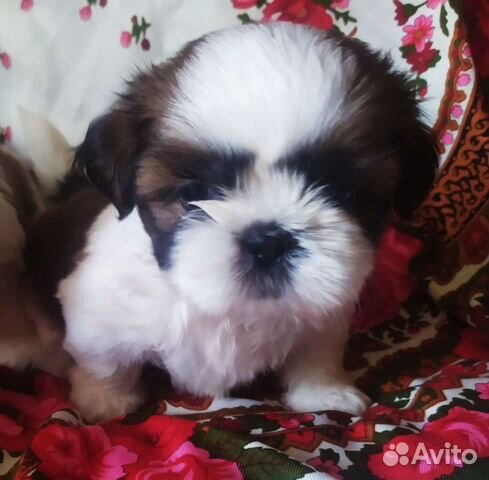 Мальчишки и девчонки. РКФ