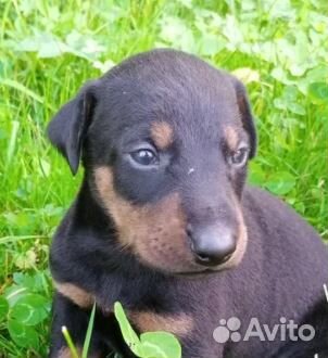 Малыши добермана