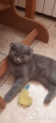 Шотландский вислоухий котёнок 2 месяца мальчик