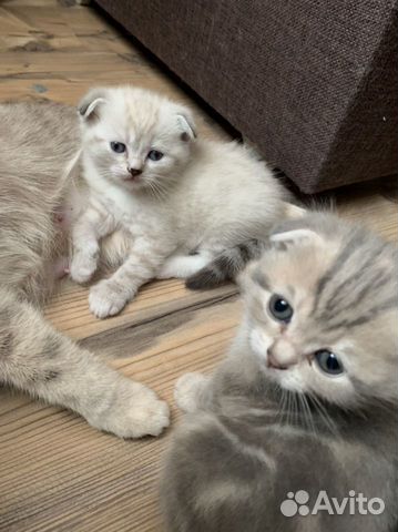 Шотландская вислоухая