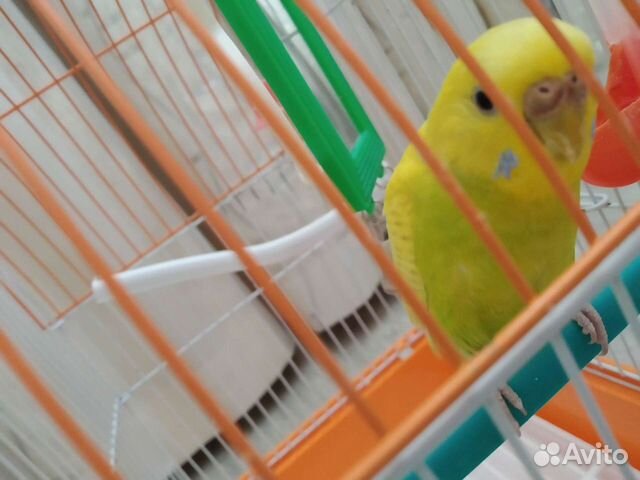 Волнистый попугай самка