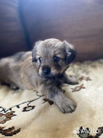 Щенок мальчик