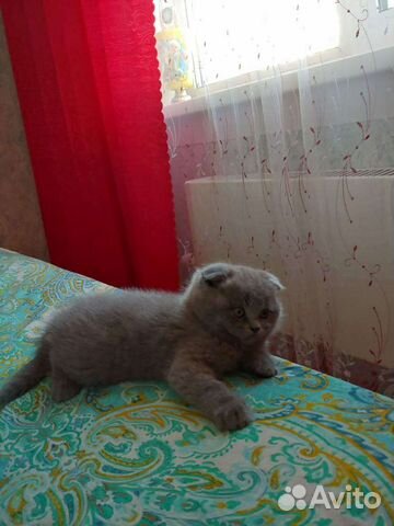 Продам британских котят