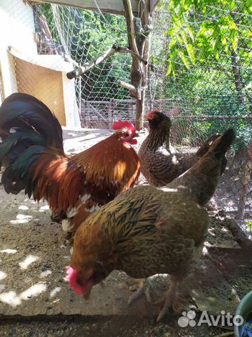 Куры Бентамки, Мильфлер. 2 курицы 1 Пятух