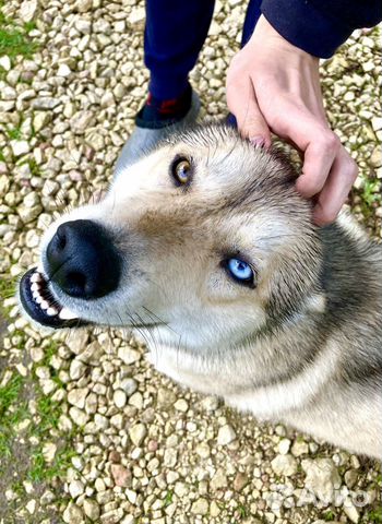 Собака в добрые руки хаски