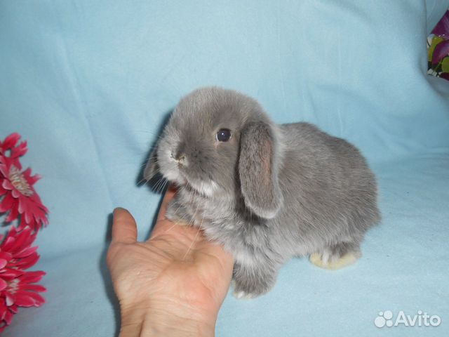 Вислоухие карликовые крольчата голубые и лиловые