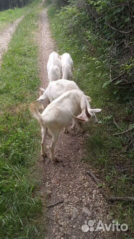 Коза