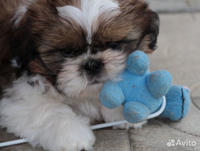 Мальчик Ши-тцу прекрасный представитель породы