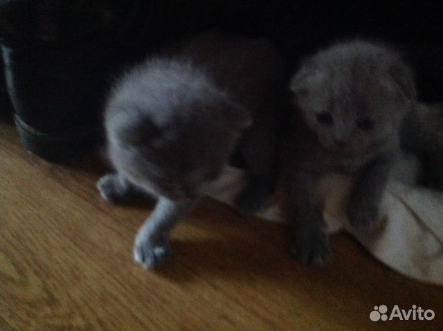 Британские котята