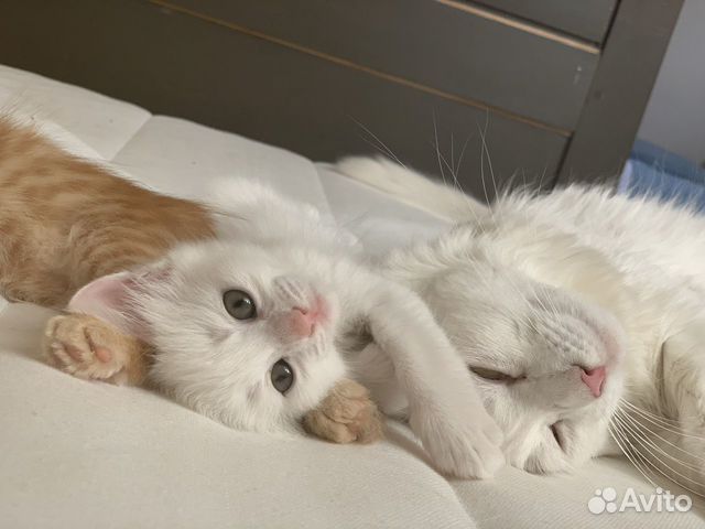 Белая кошечка