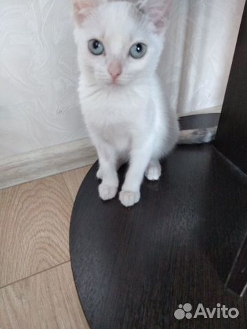 Котенок красивая голубоглазая