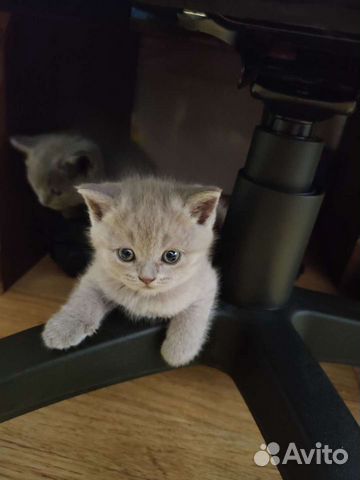 Британские короткошёрстные чистокровные котята