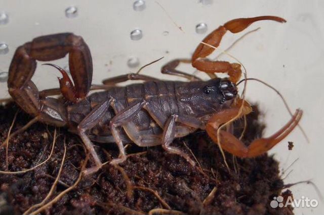 Скорпион lychas tricarinatus