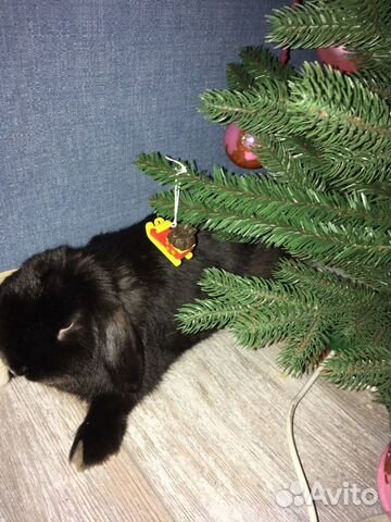 Декоративные кролики вислоухие