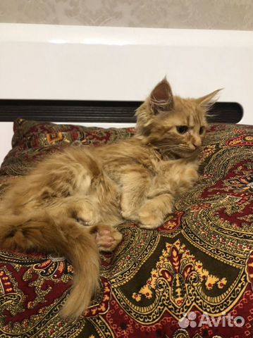 Котенок