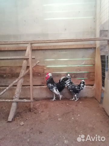 Куры и Петуххи