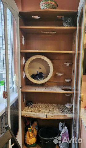 Витрина с шиншилами