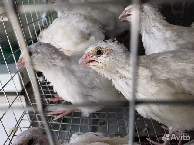 Перепела техасцы