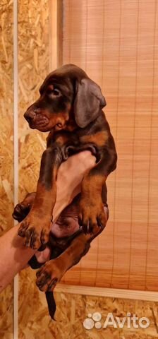 Щенки добермана