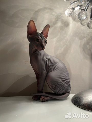 Канадский сфинкс котенок