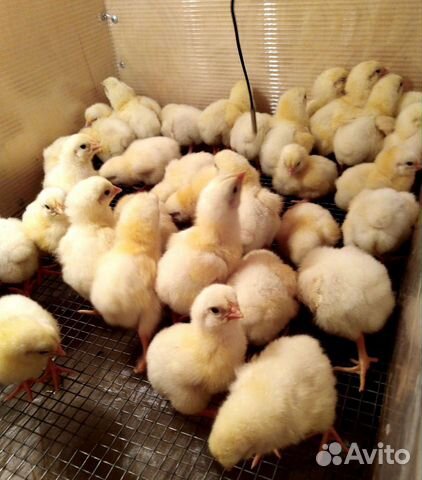 Цыплята бройлер росс 308