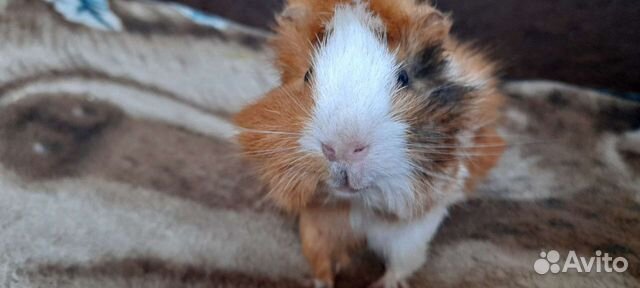 Морские свинки