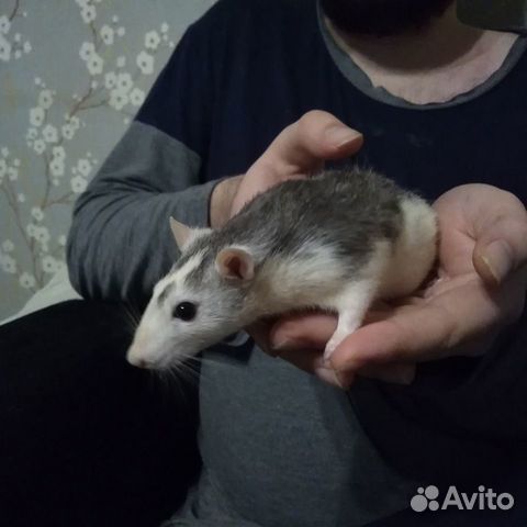 Крысята от породистых хасок