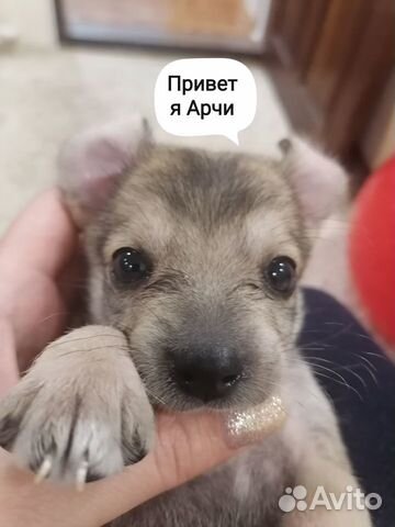 Джек и Арчи ищут свой дом