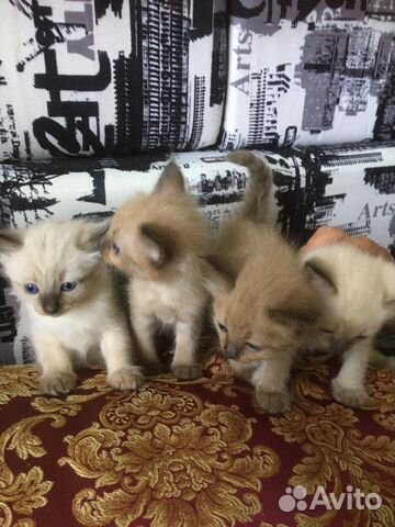 Тайские котята