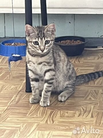Котенок 3 мес