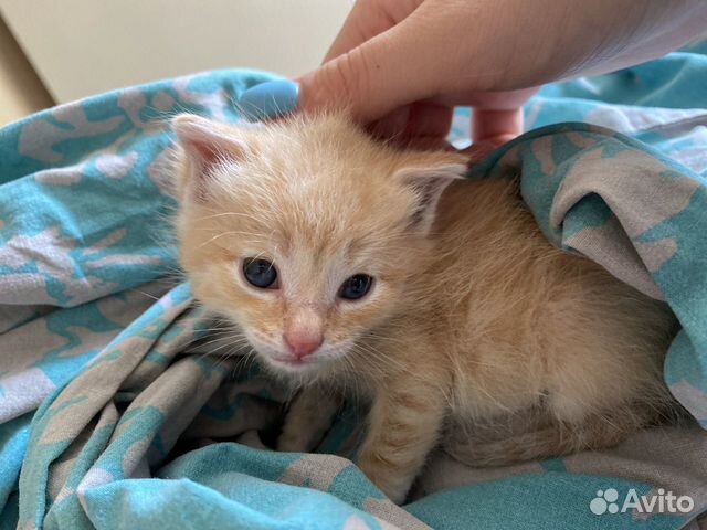 Котенок бесплатно