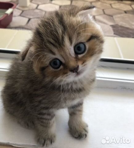 Шатланская вислоухая