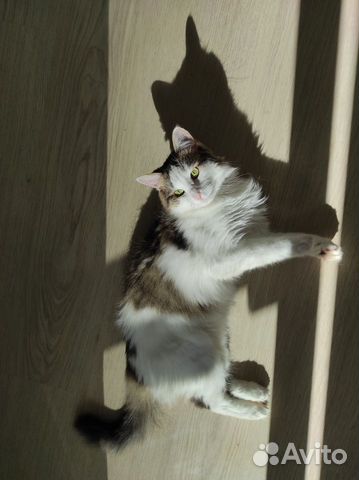 Котик в добрые руки