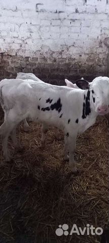 Телята выпоенные бычки