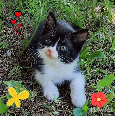Котодевочка Принцесса 2 мес