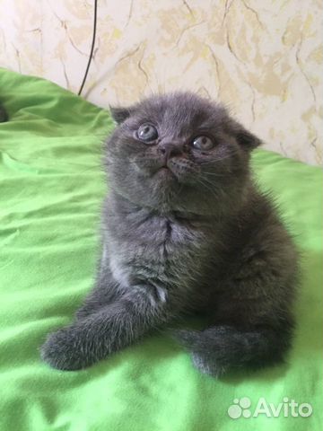Шотландские вислоухие котята