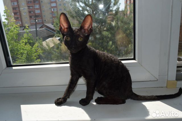 Корниш рекс черный кот