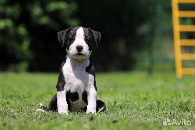 Щенки американского стаффтерьера